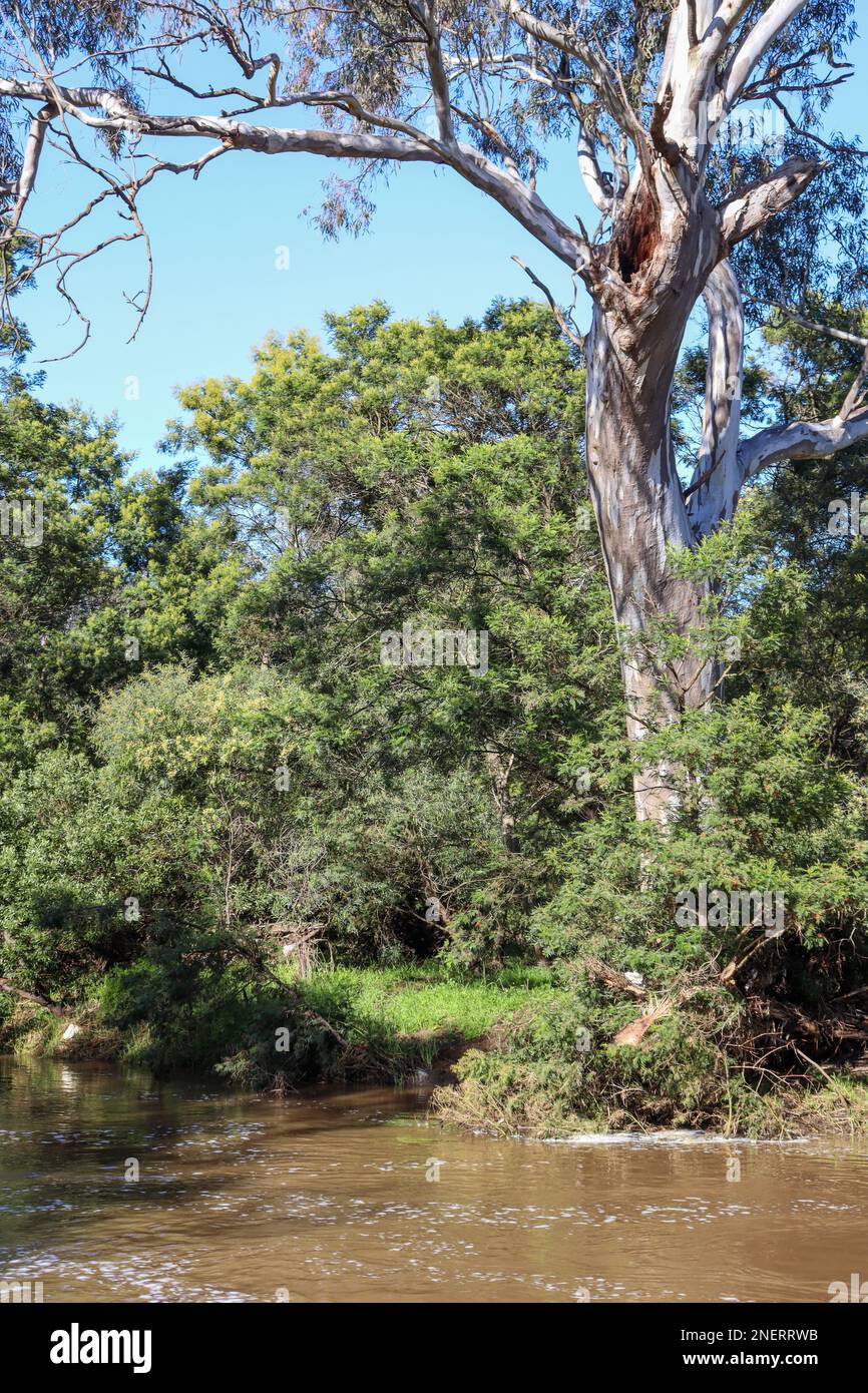 A vertical shot of a large eucalyptus tree growing near the Werribee ...
