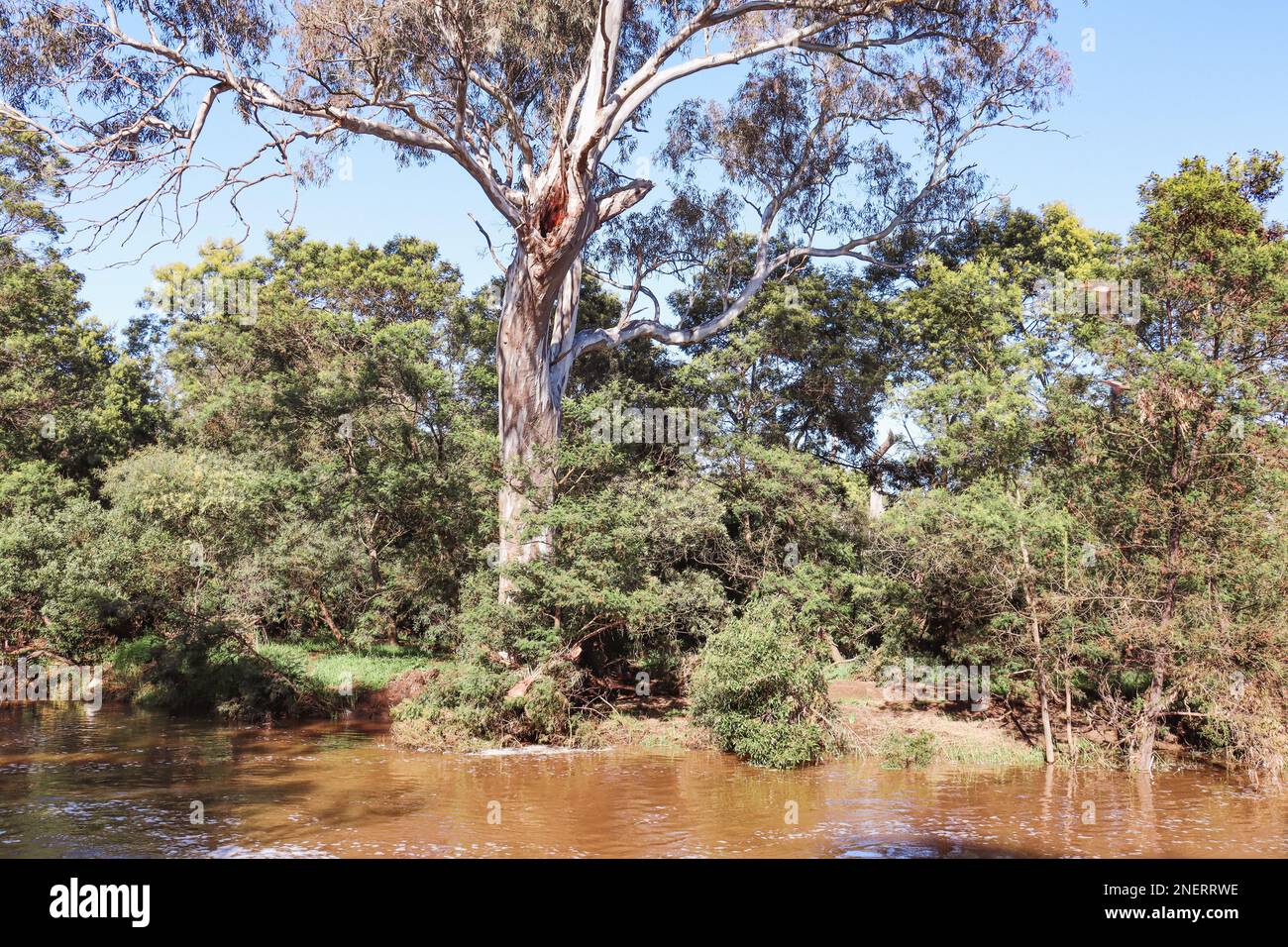 A beautiful shot of a large eucalyptus tree growing near the Werribee ...