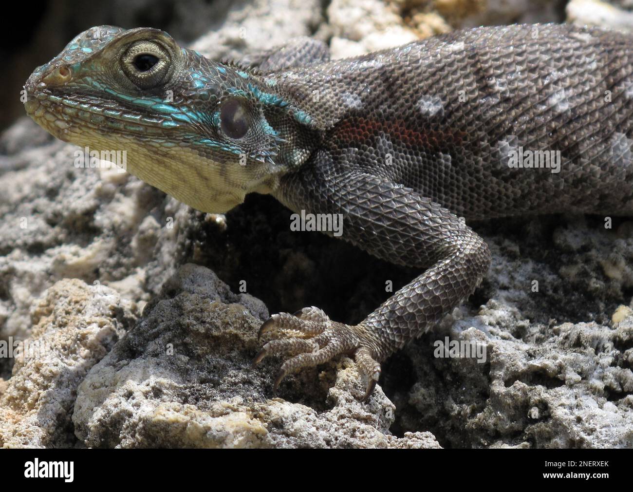 A Savanah Monitor Lizard stands on a rock in the Kenyan coastal town of ...