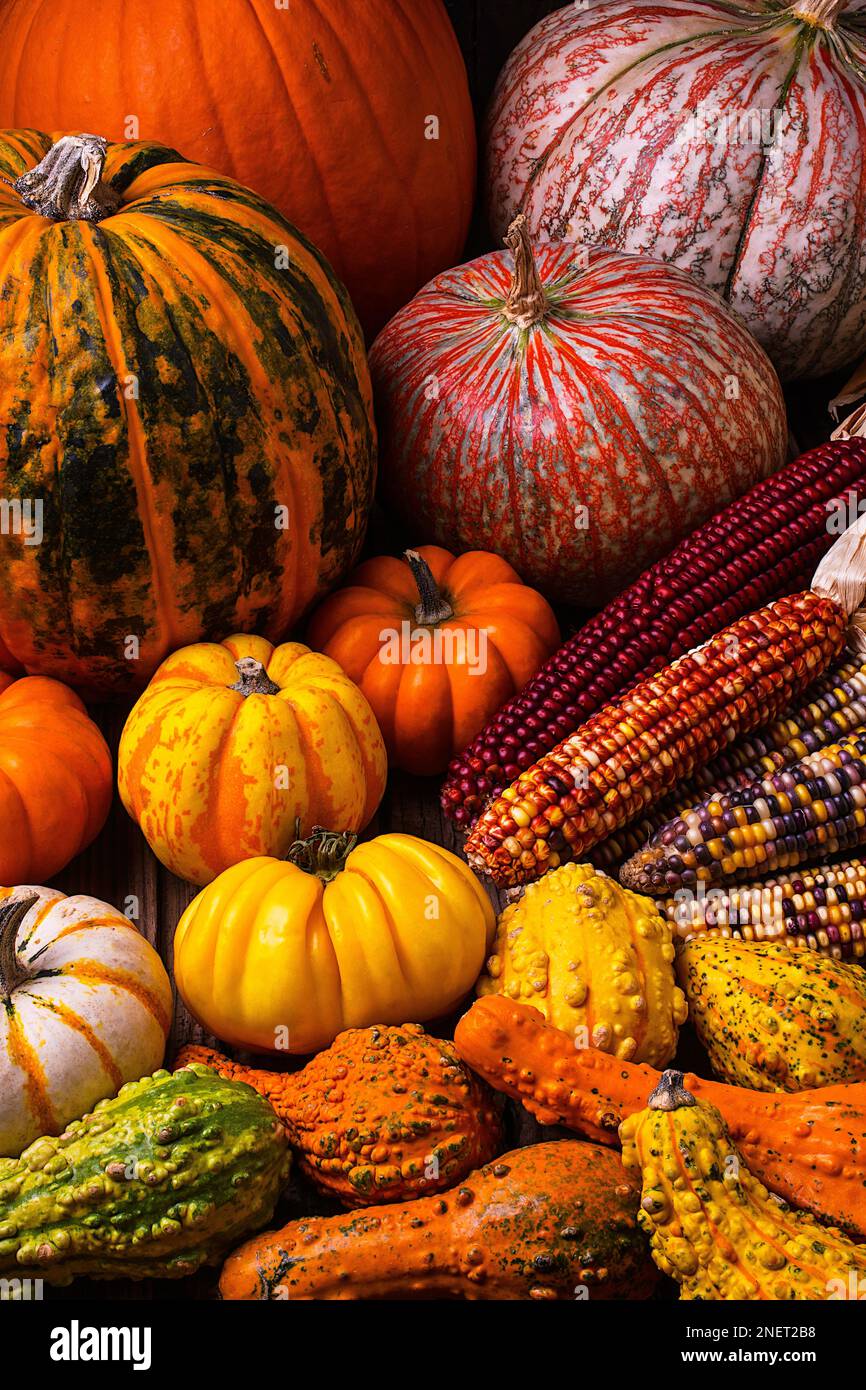 Heirloom corn hi-res stock photography and images - Alamy