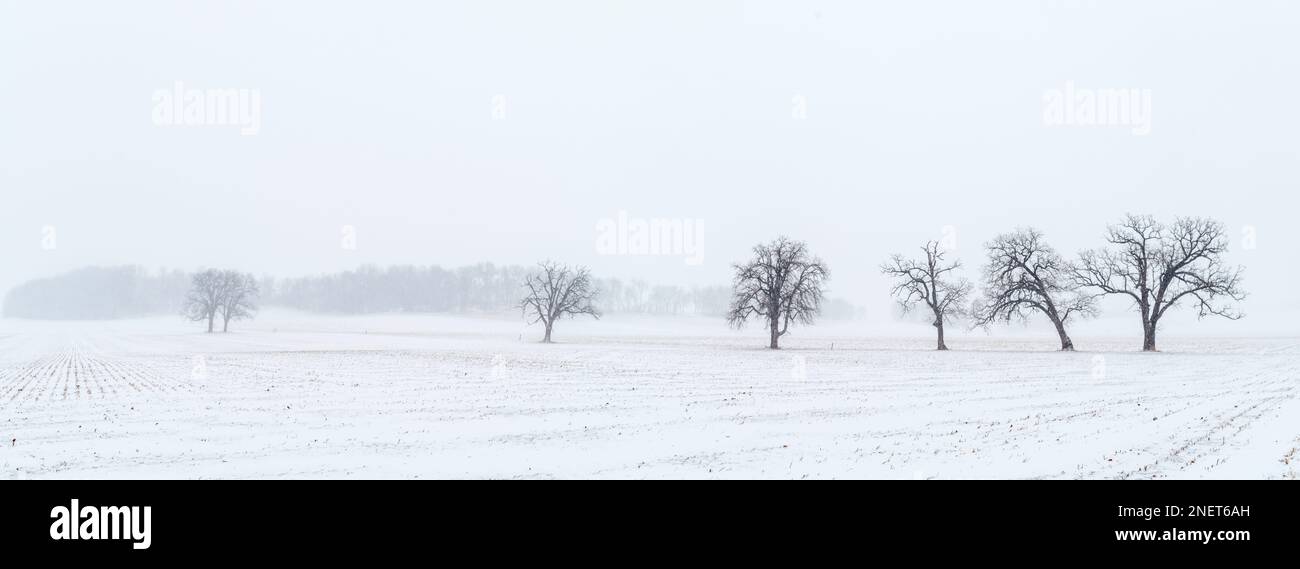 Photograph of trees and a farm field during a snowstorm. Madison ...