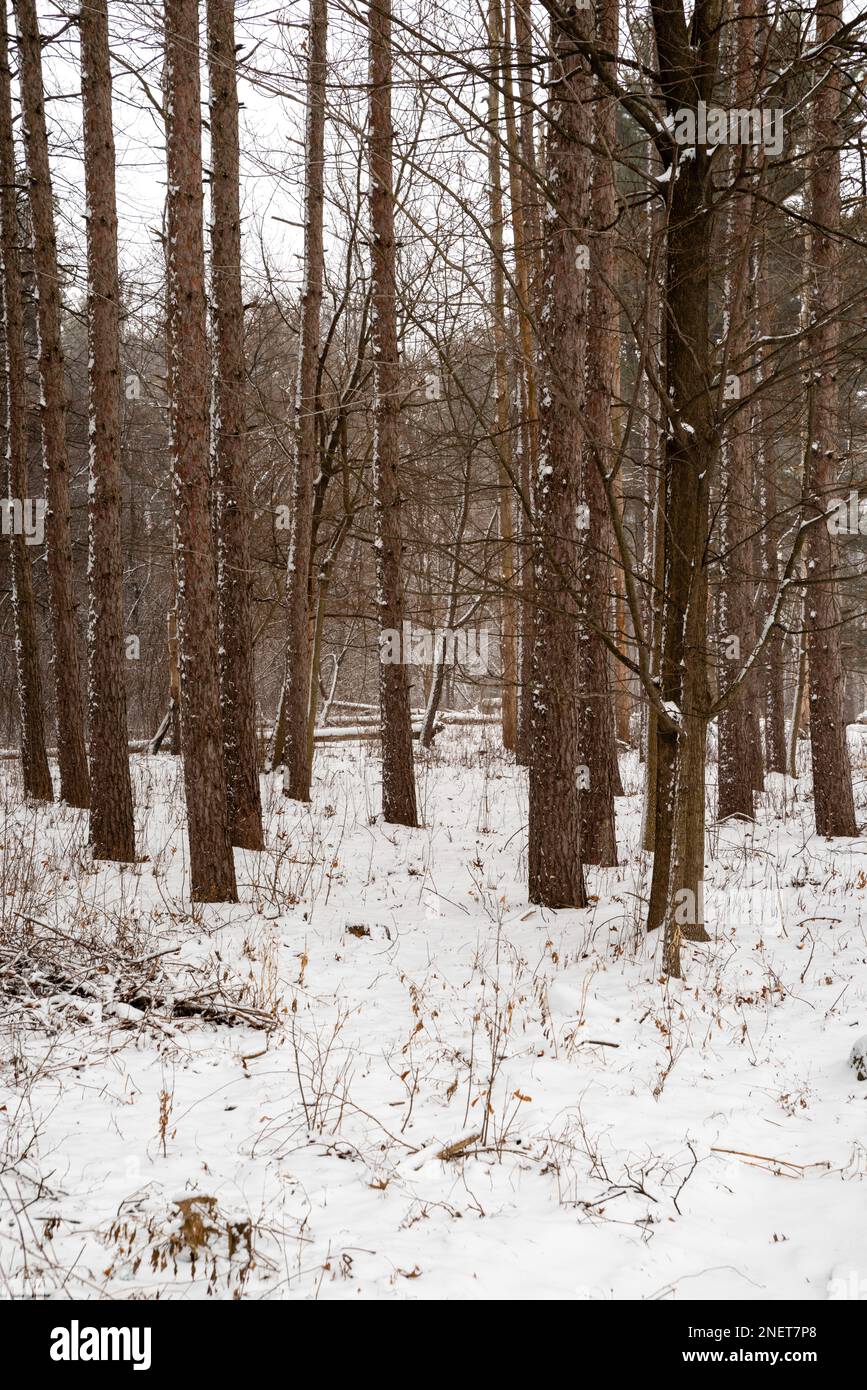 Photograph of the University of Wisconsin-Madison Arboretum during a ...