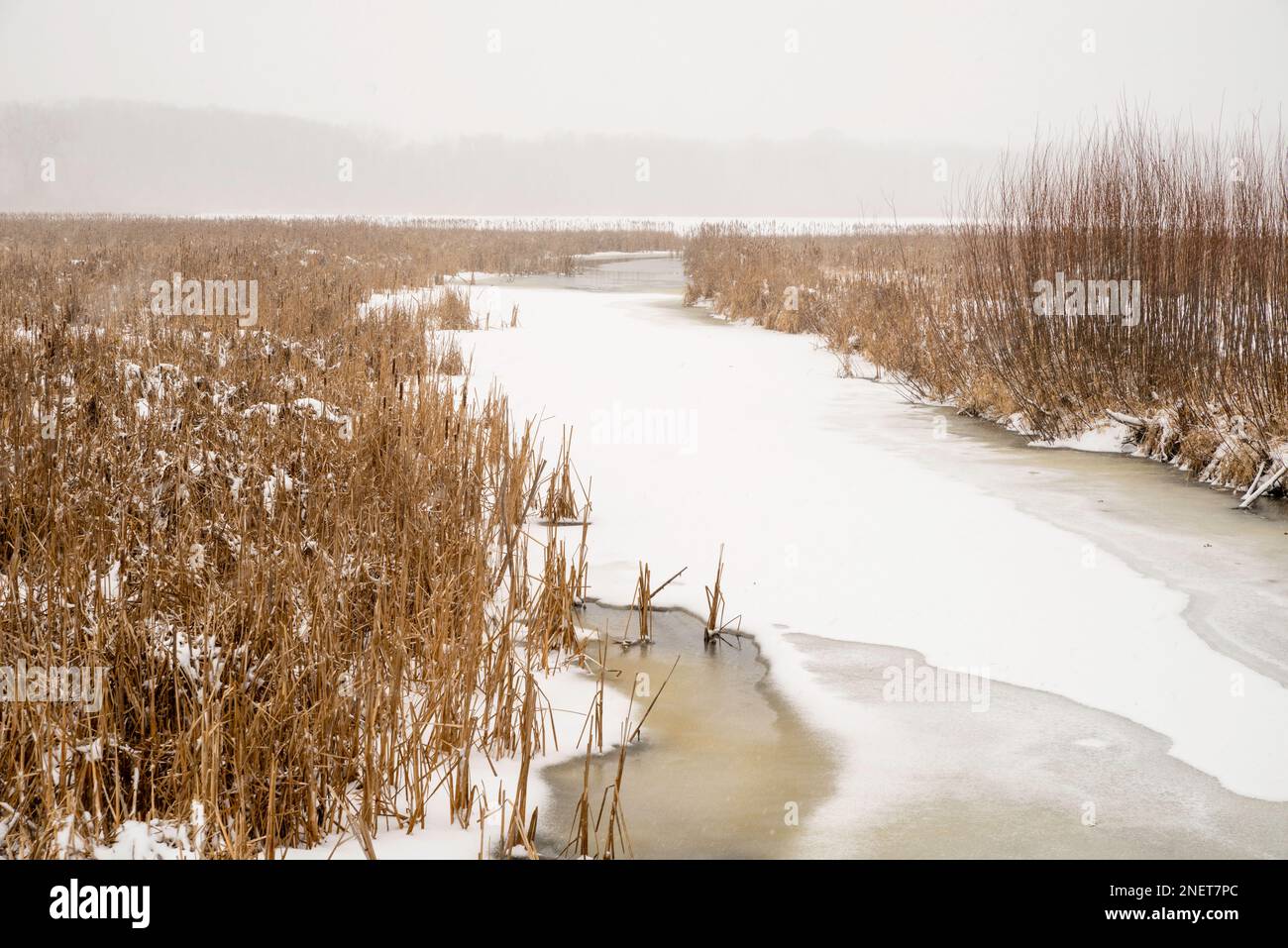 Photograph of the Dawley Conservancy retention pond during a snowstorm ...