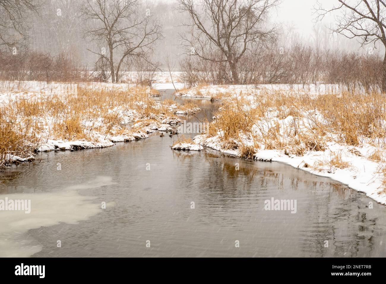 Photograph of the Dawley Conservancy retention pond during a snowstorm. Madison, Wisconsin, USA ...