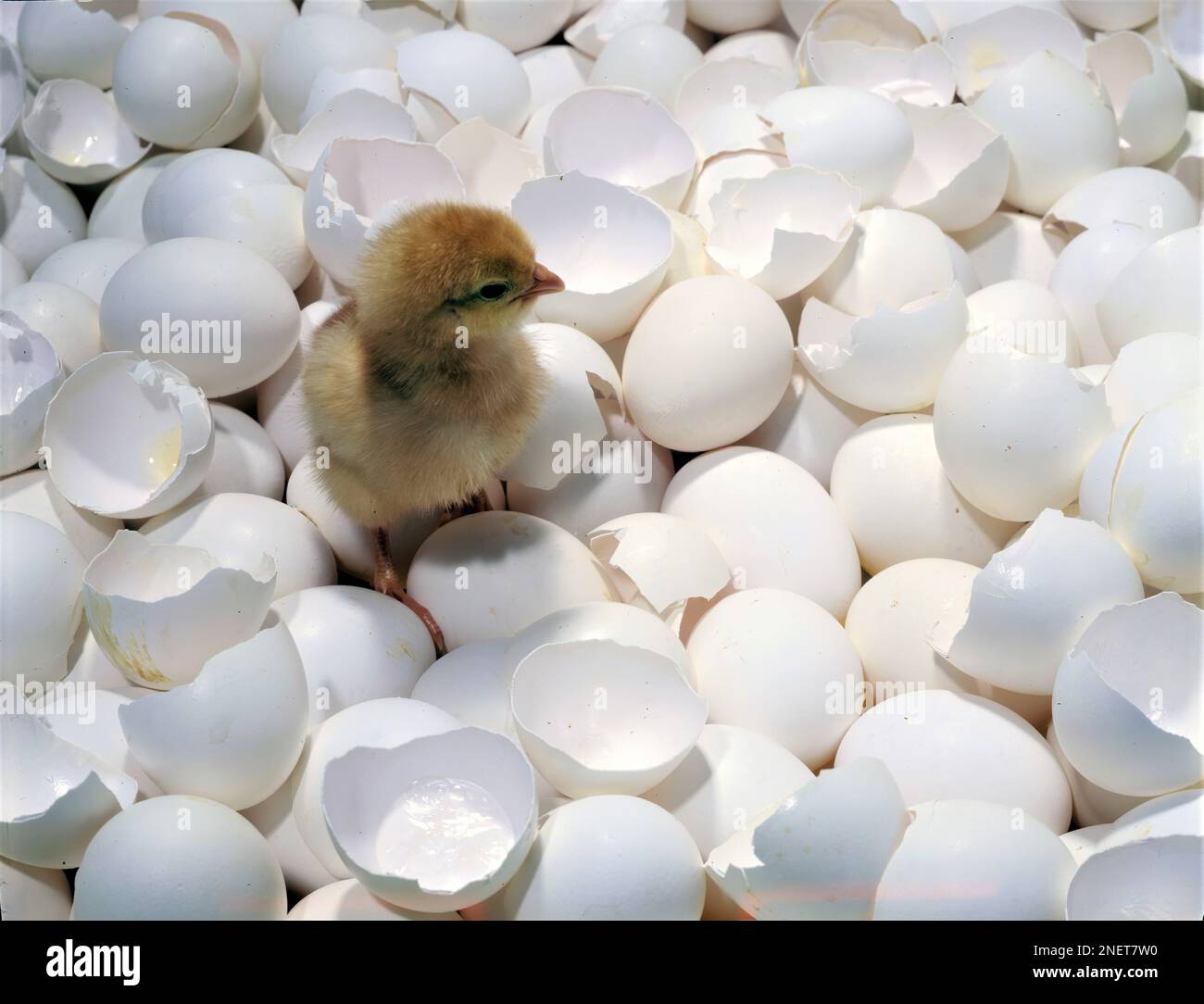 Baby chick egg shells hi-res stock photography and images - Alamy