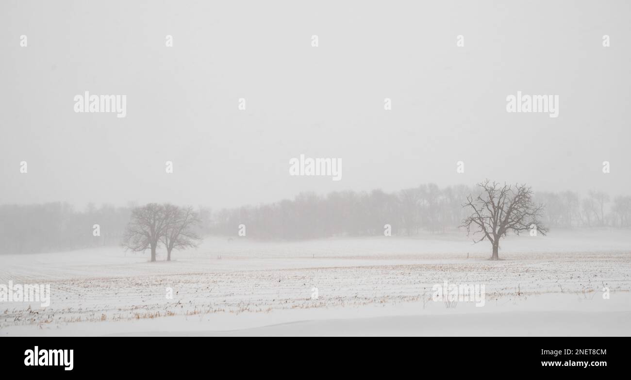 Photograph of trees and a farm field during a snowstorm. Madison ...