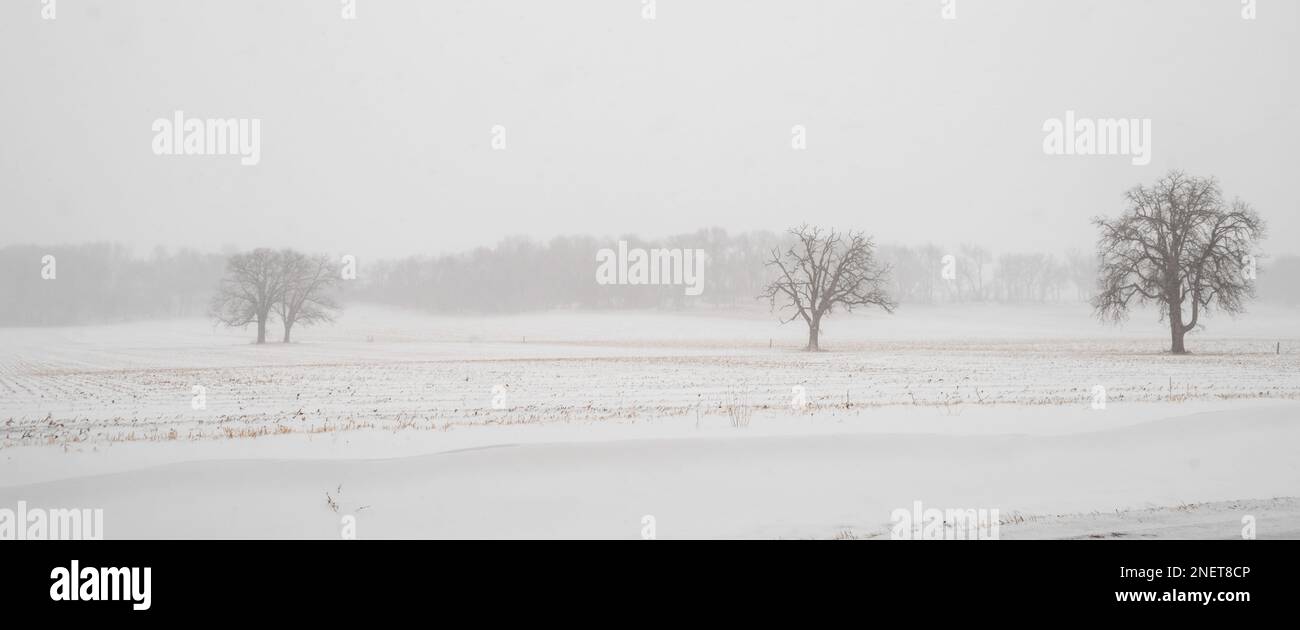 Photograph of trees and a farm field during a snowstorm. Madison ...