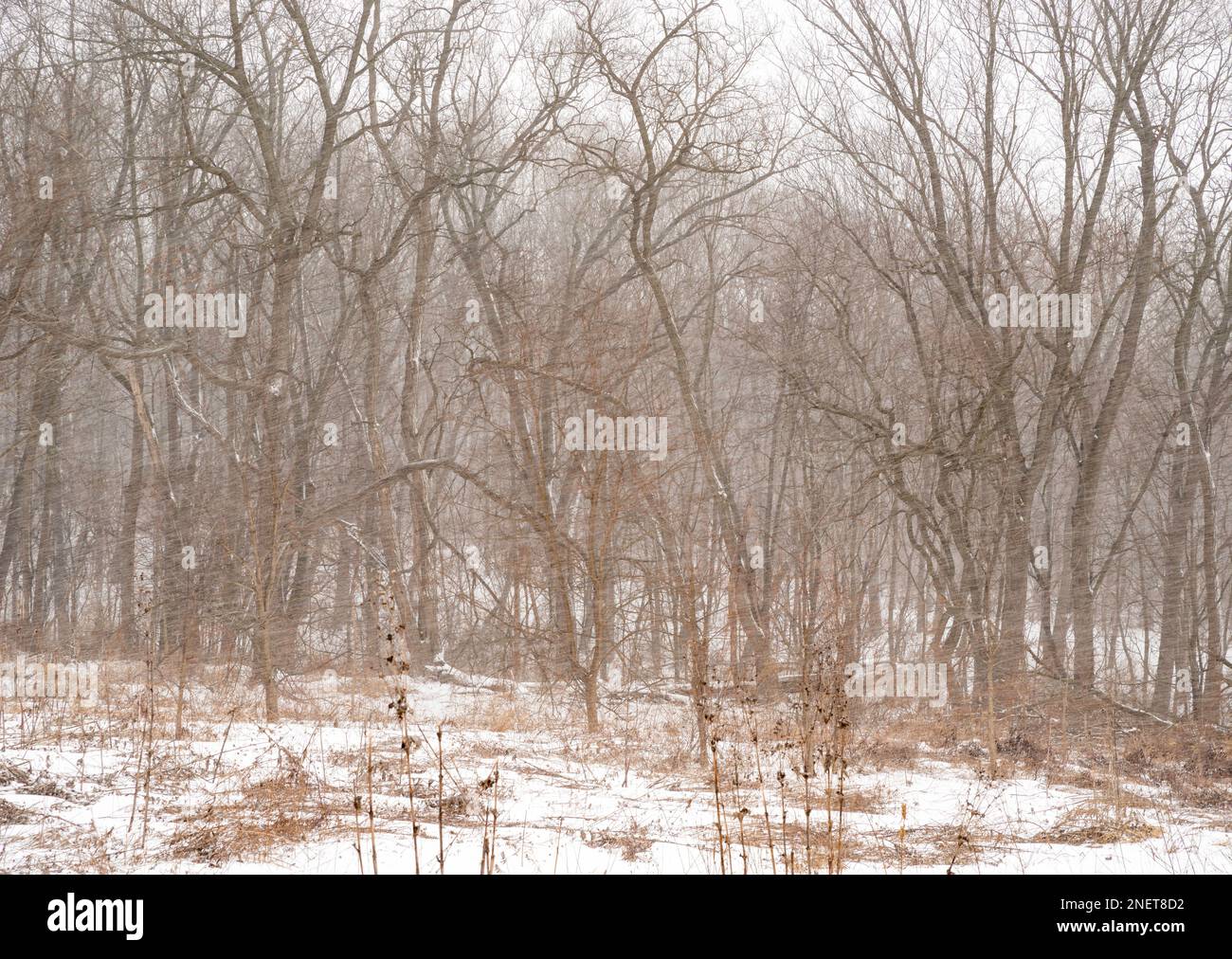 Photograph of the Dawley Conservancy woods during a snowstorm. Madison ...