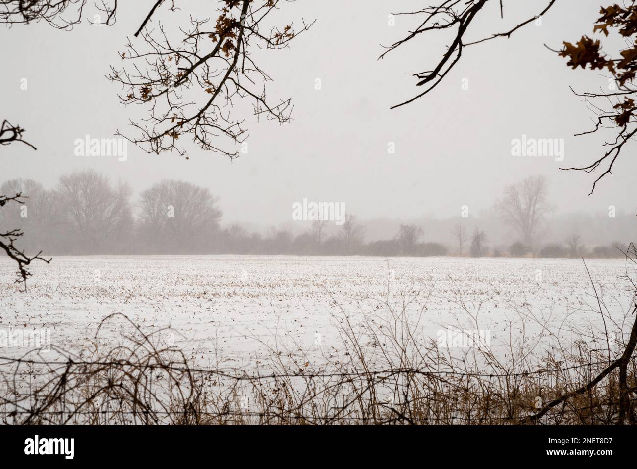 Photograph of trees and a farm field during a snowstorm. Madison ...