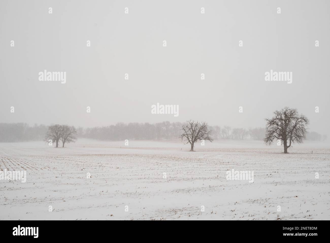 Photograph of trees and a farm field during a snowstorm. Madison ...