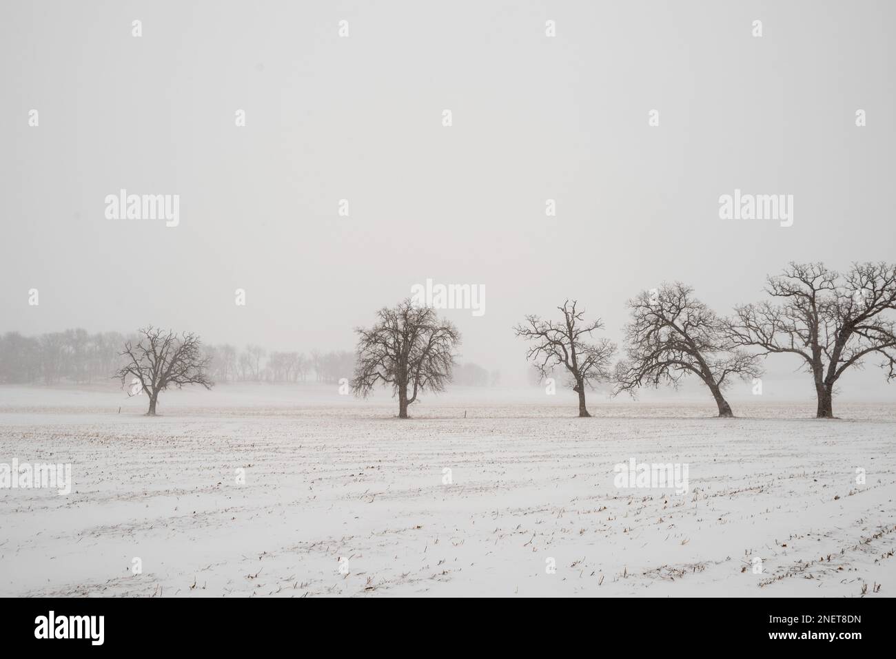 Photograph of trees and a farm field during a snowstorm. Madison ...