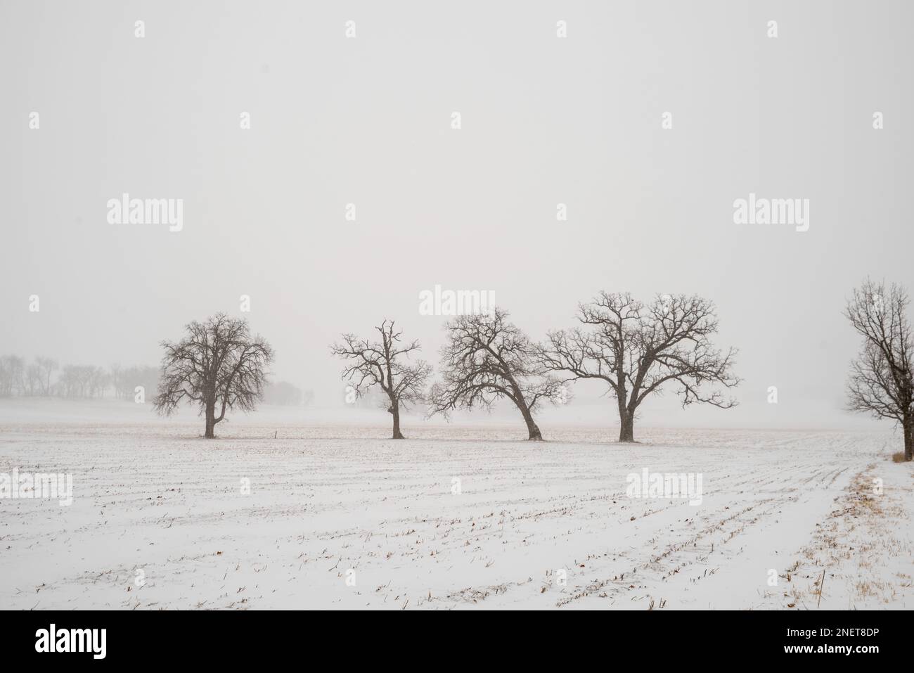 Photograph of trees and a farm field during a snowstorm. Madison ...