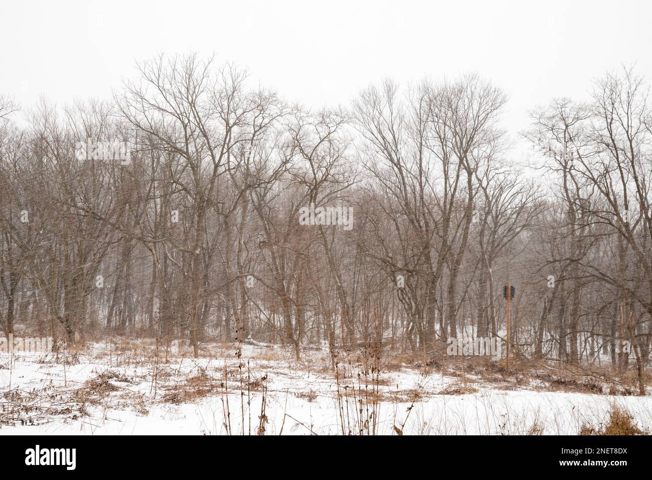 Photograph of the Dawley Conservancy woods during a snowstorm. Madison ...