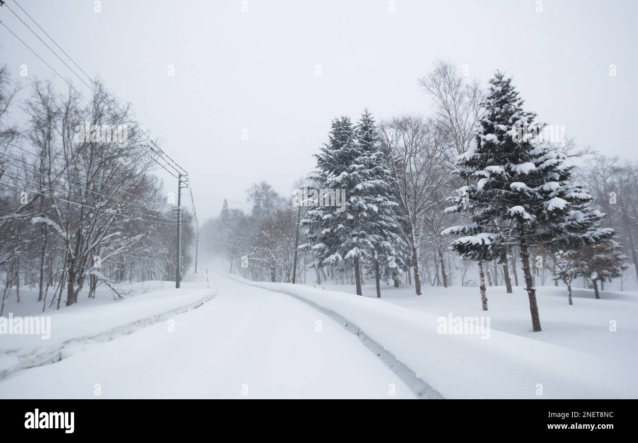 Snow covered rural road and pine trees, Japan Stock Photo - Alamy