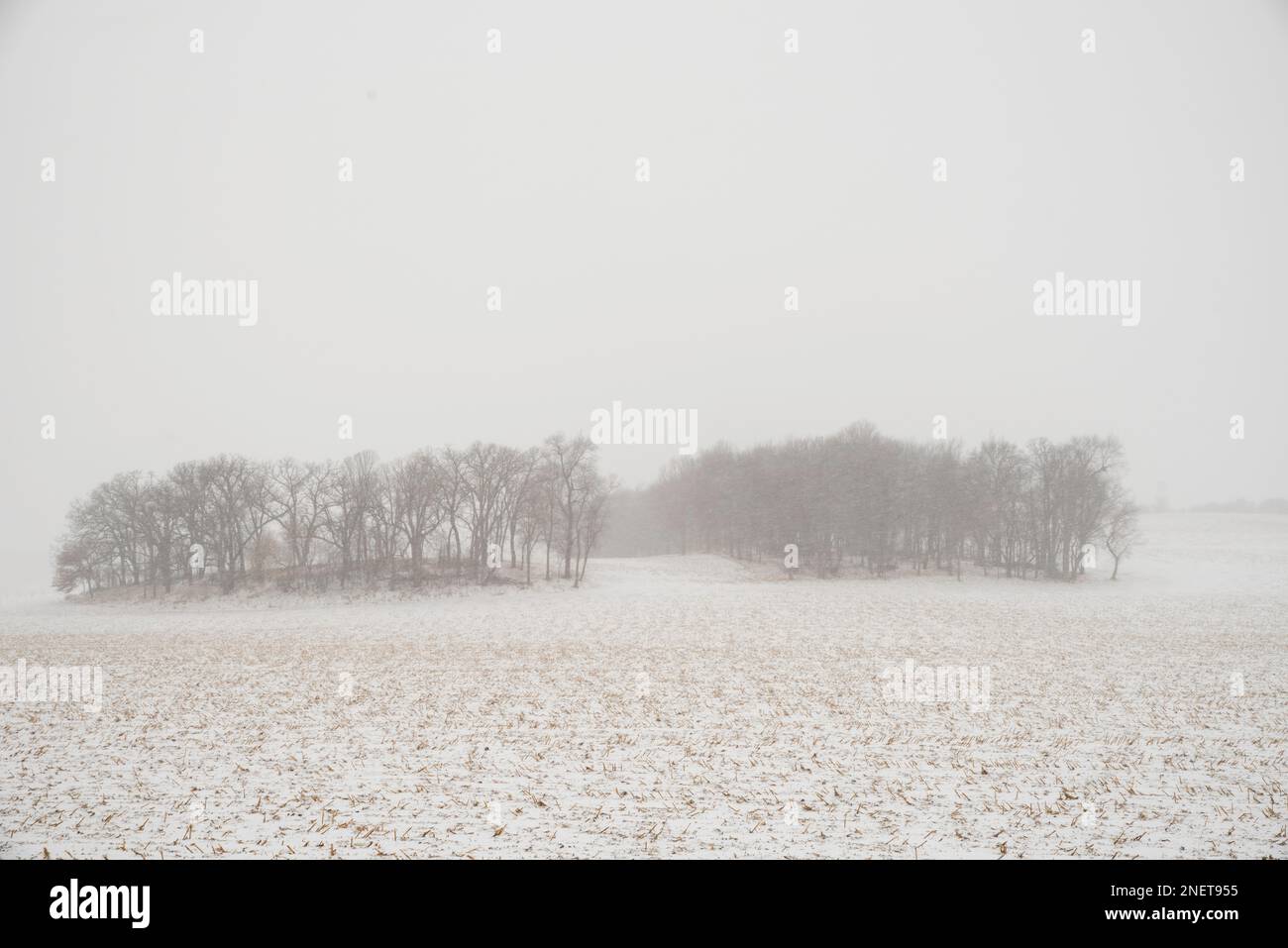 Photograph of trees and a farm field during a snowstorm. Madison ...