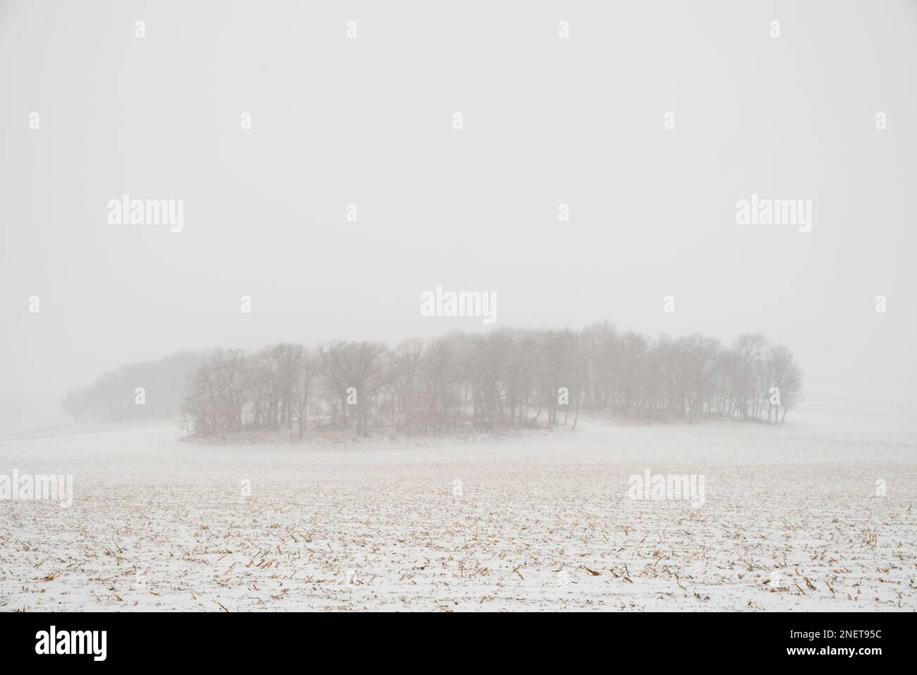 Photograph of trees and a farm field during a snowstorm. Madison ...