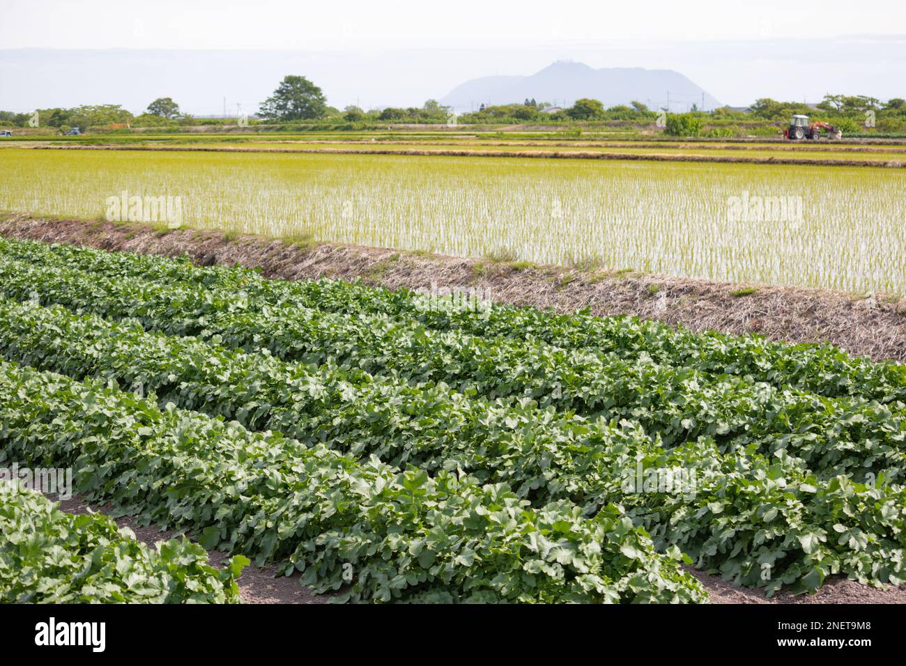 Daikon radish japan hi-res stock photography and images - Alamy