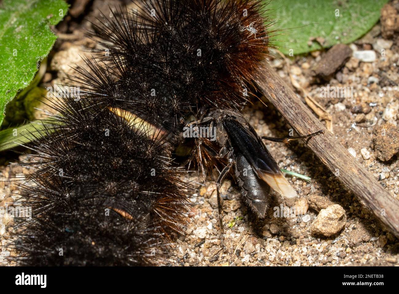 Black wasp attacking a big caterpillar Stock Photo - Alamy