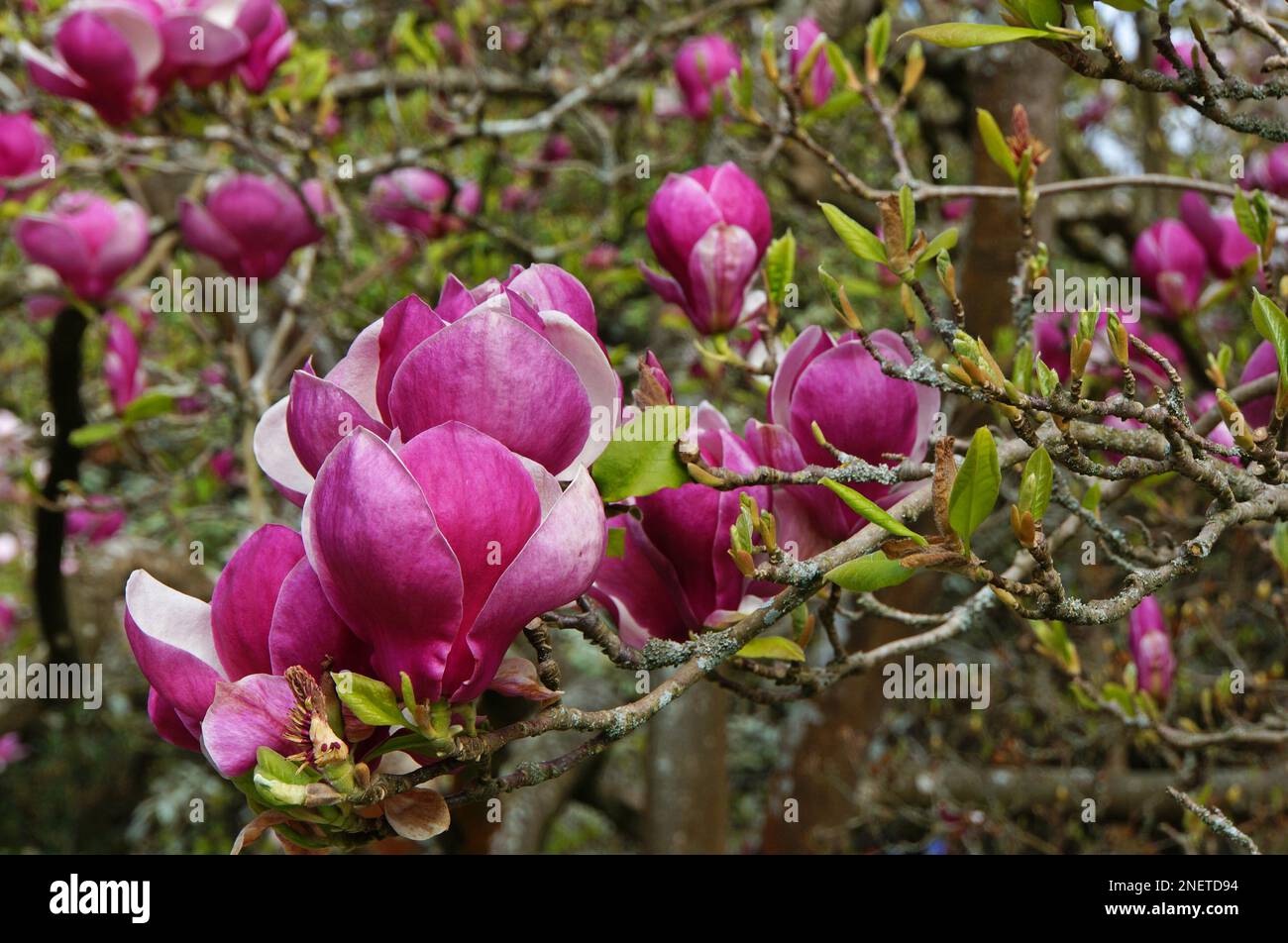 Flowering Pink Magnolia Trees Christchurch, New Zealand Stock Photo - Alamy