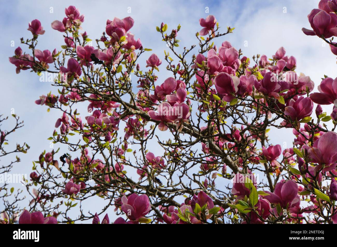 Christchurch new zealand blossom trees hi-res stock photography and ...