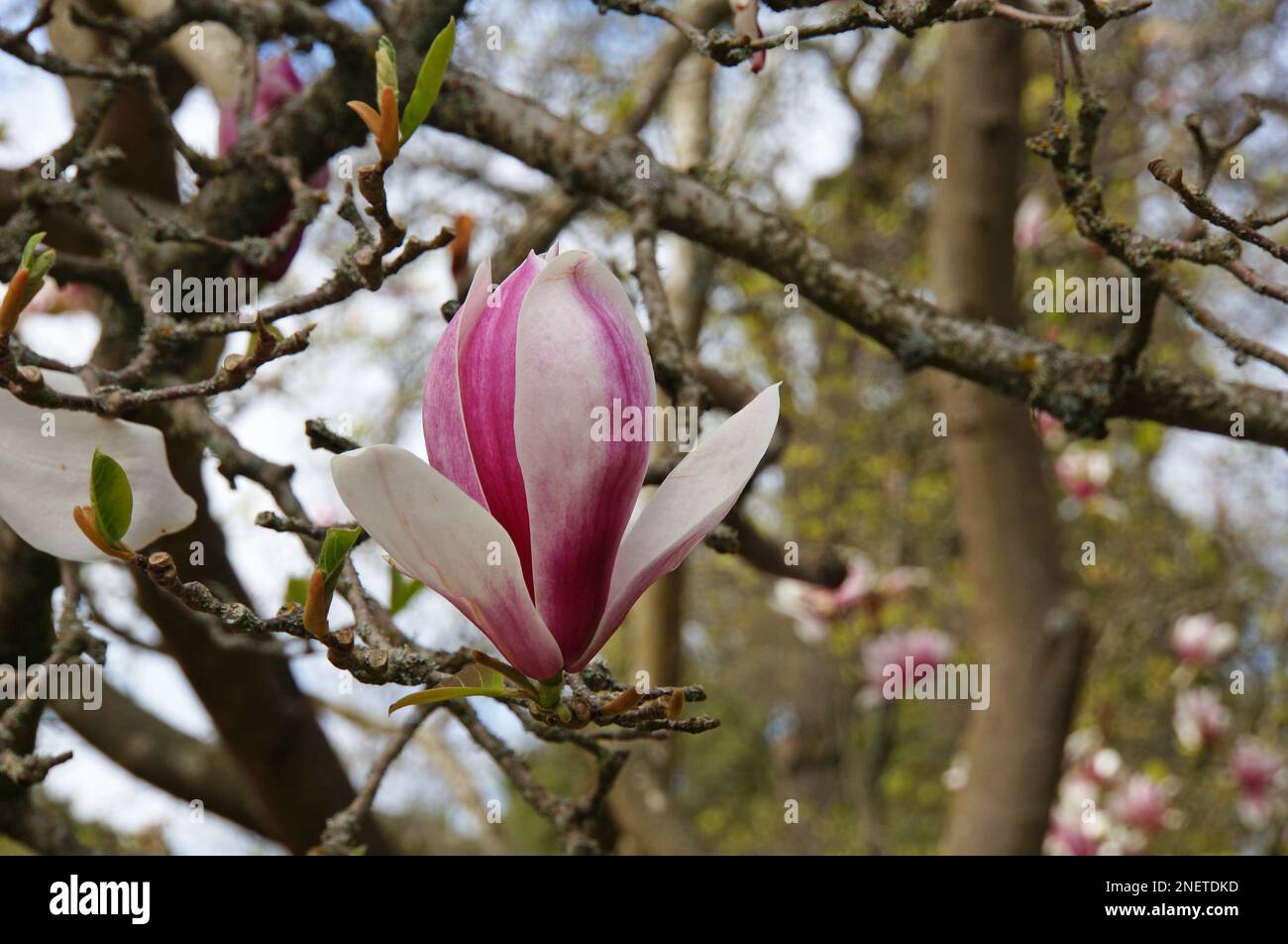 Flowering Pink Magnolia Trees Christchurch, New Zealand Stock Photo - Alamy