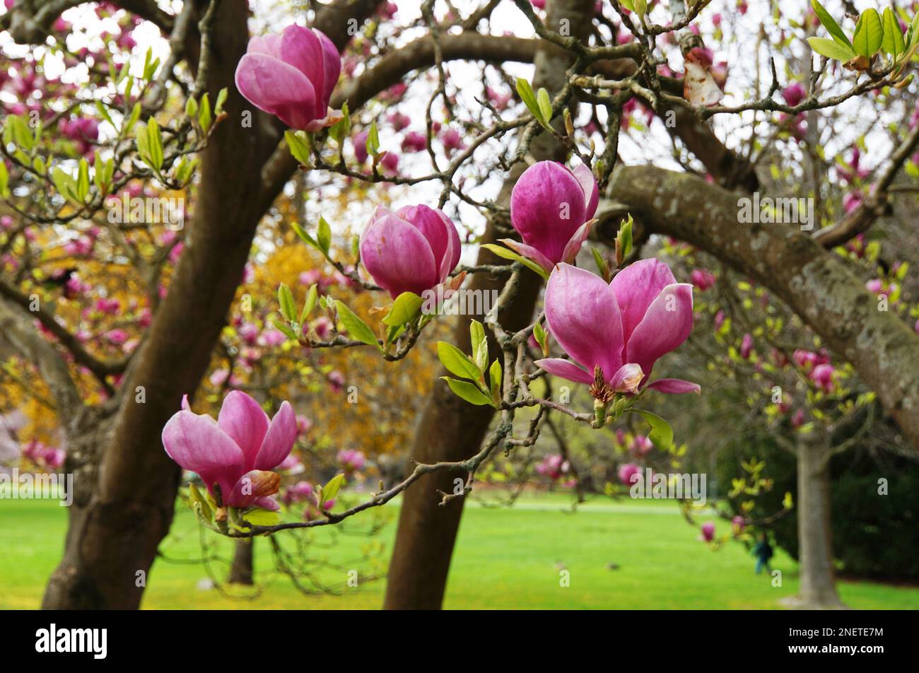 Flowering Pink Magnolia Trees Christchurch, New Zealand Stock Photo - Alamy