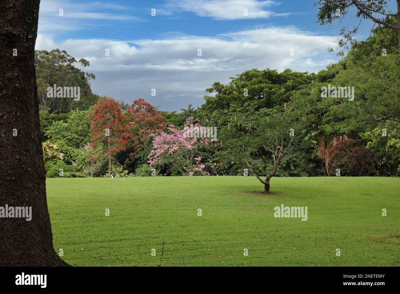 A large variety of trees edging an open grassy area at McBryde Gardens ...