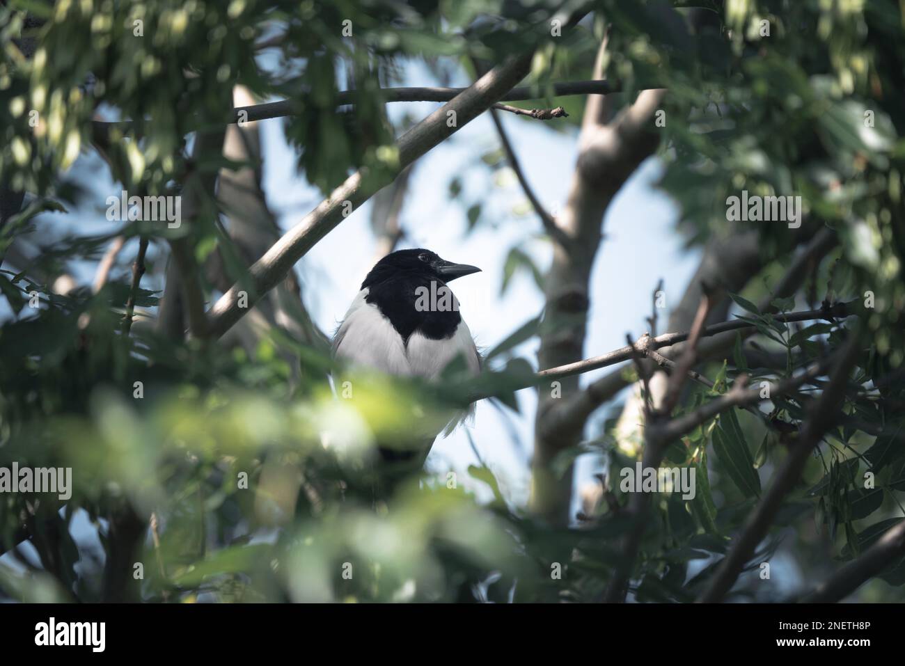 A low angle of a Eurasian magpie (Pica pica) perched in a lush tree ...