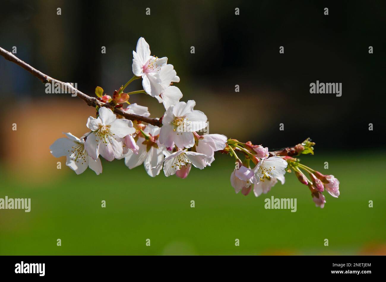 Botanical gardens in spring season, close up of cherry blossoms ...