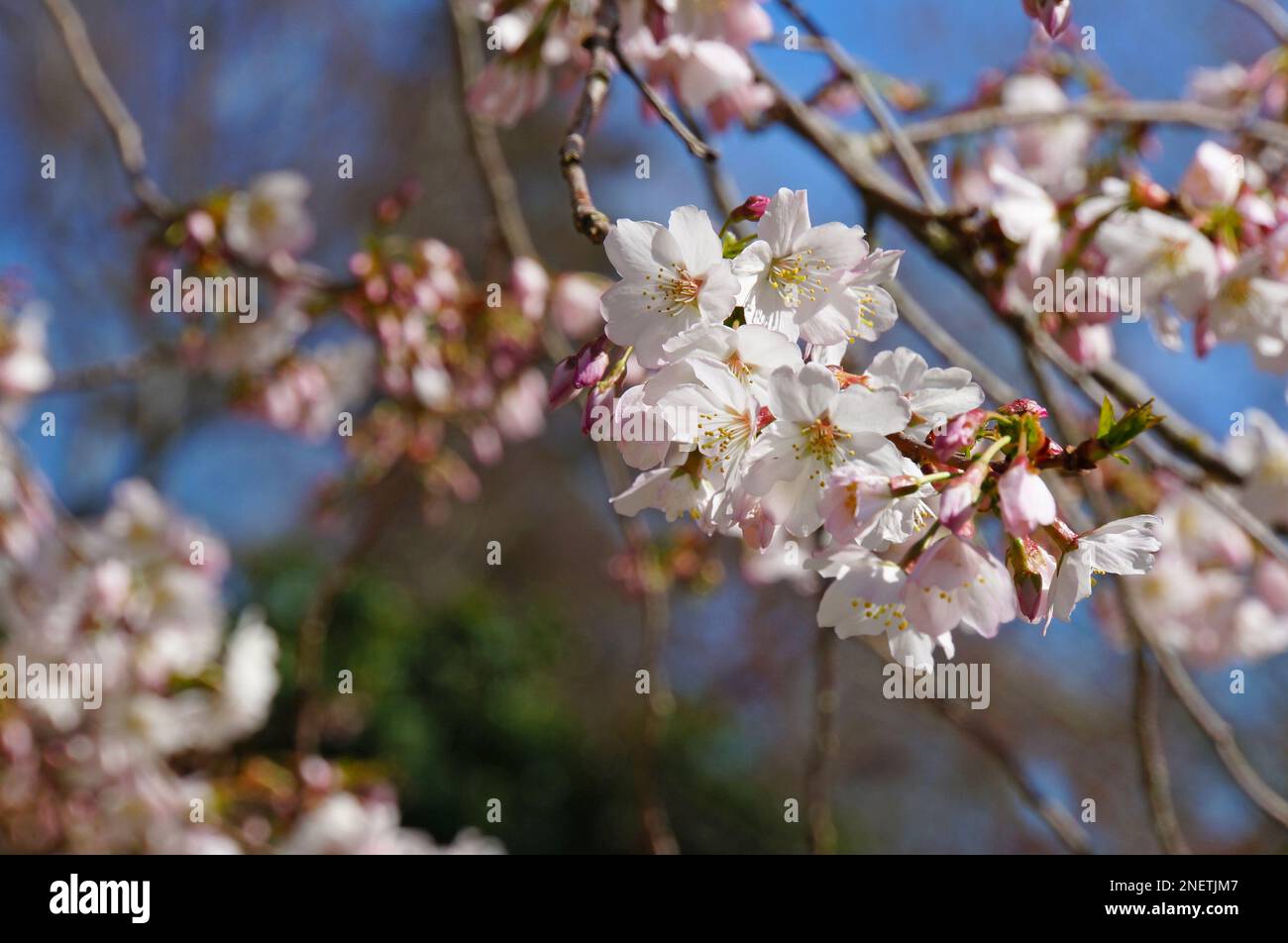 Botanical gardens in spring season, close up of cherry blossoms ...