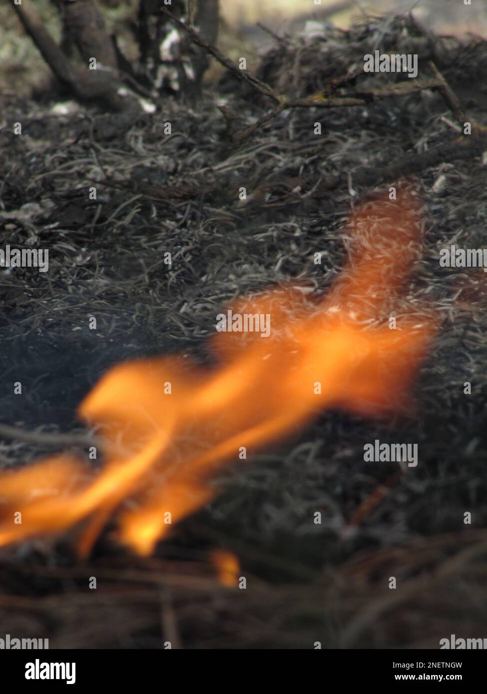 A spot fire burns in the Kaibab National Forest in Williams, Ariz., on ...