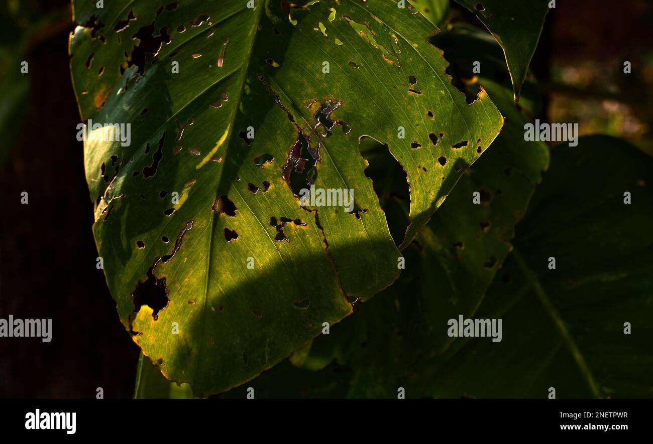 Porous leaf with morning sunlight Stock Photo - Alamy