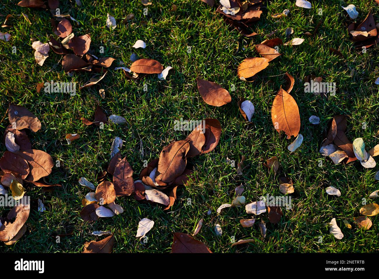 Green leaves back ground hi-res stock photography and images - Alamy