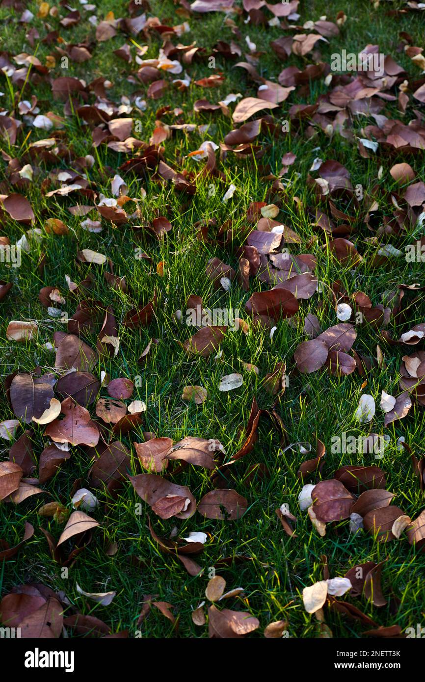 autumn leaves on the lawn Stock Photo - Alamy