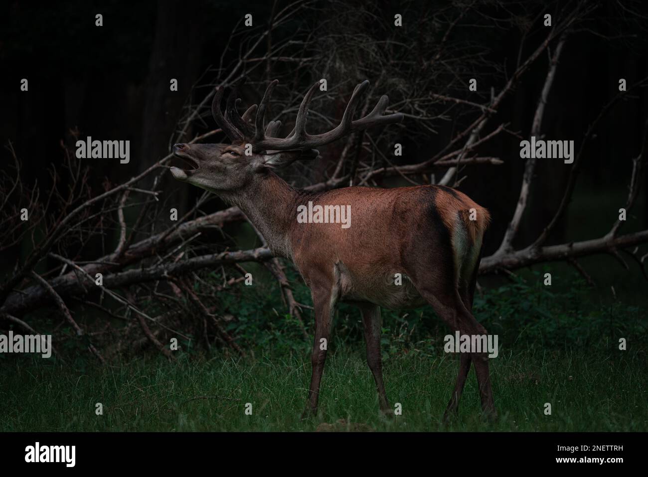A red deer (Cervus elaphus) making loud noises in the wild Stock Photo ...