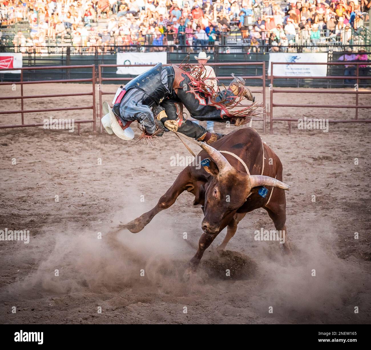 Bullfighter rodeo bull hi-res stock photography and images - Alamy