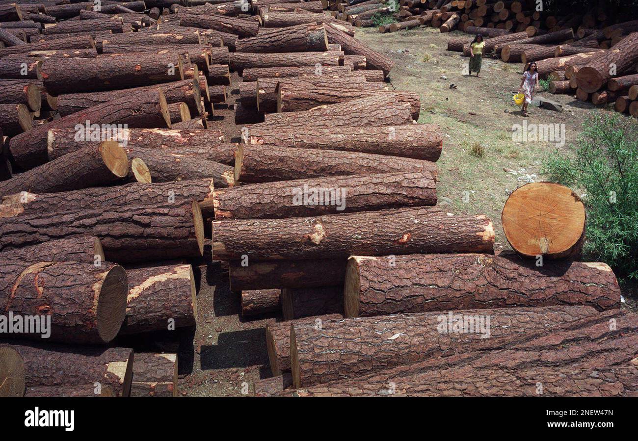 ADVANCE FOR SUNDAY JUNE 18 -- Women pass through a field of pine logs ...