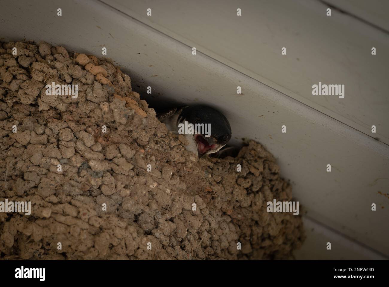 Baby house martin hi-res stock photography and images - Alamy