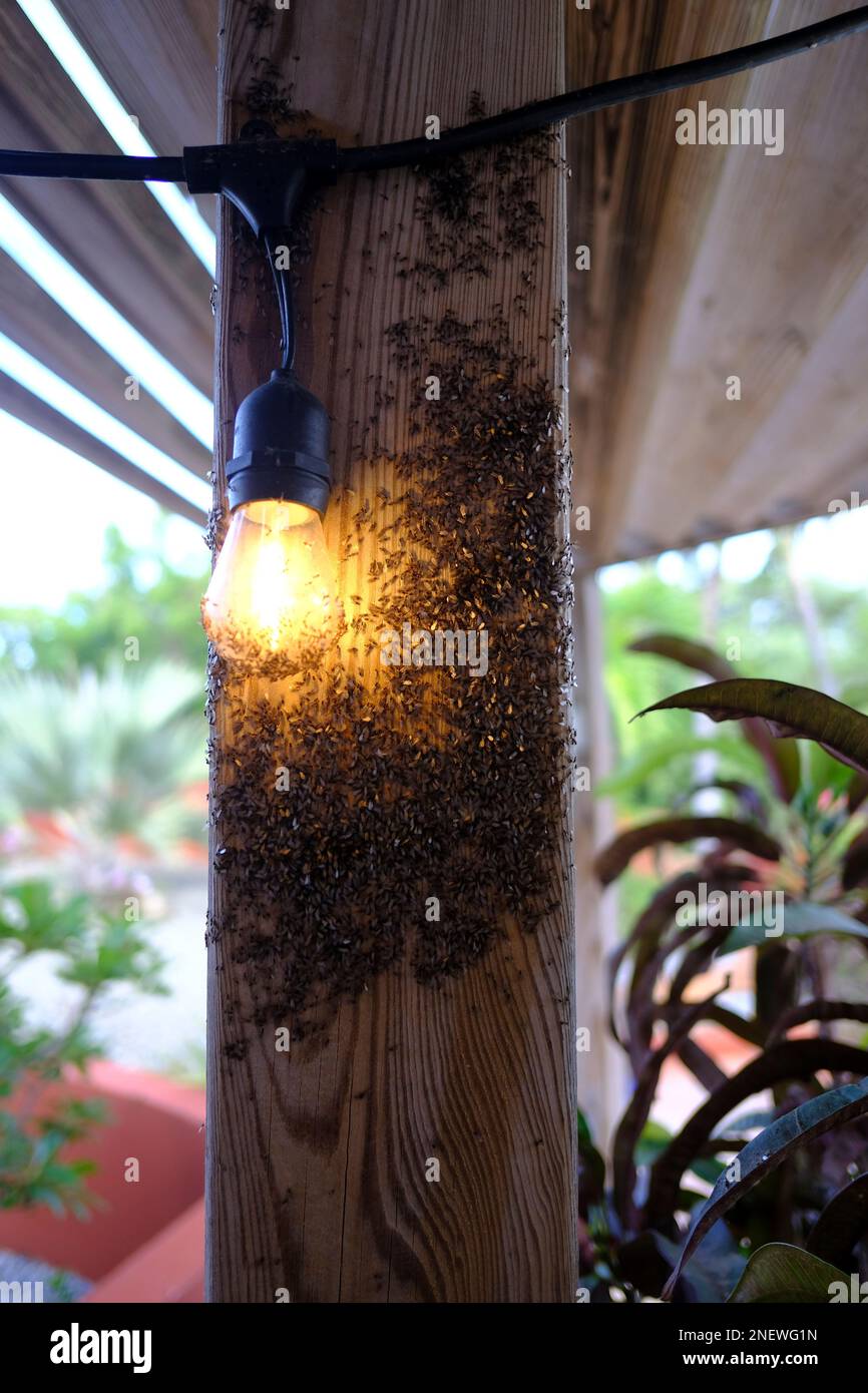 Flying ants swarming. In Aruba, Caribbean Stock Photo - Alamy