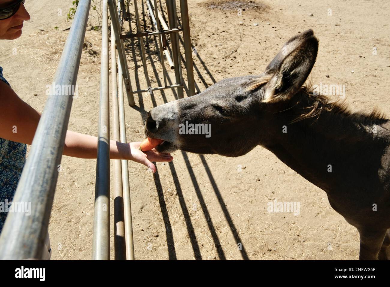 Child feeding the Donkeys at the Donkey Sanctuary in Aruba Stock Photo ...
