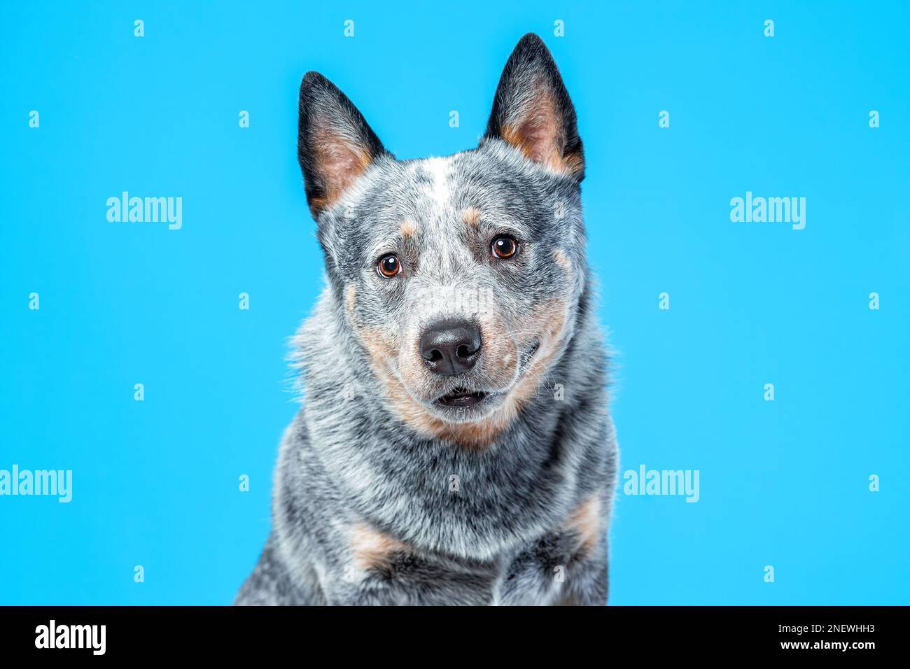 Red Heeler Mix Blue Heeler