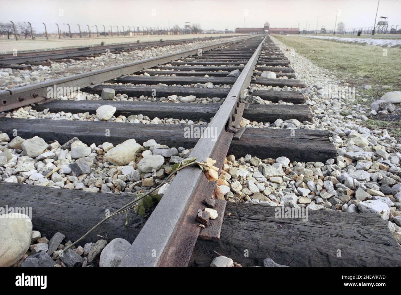 A rose lies on the tracks inside the former Nazi concentration camp in ...