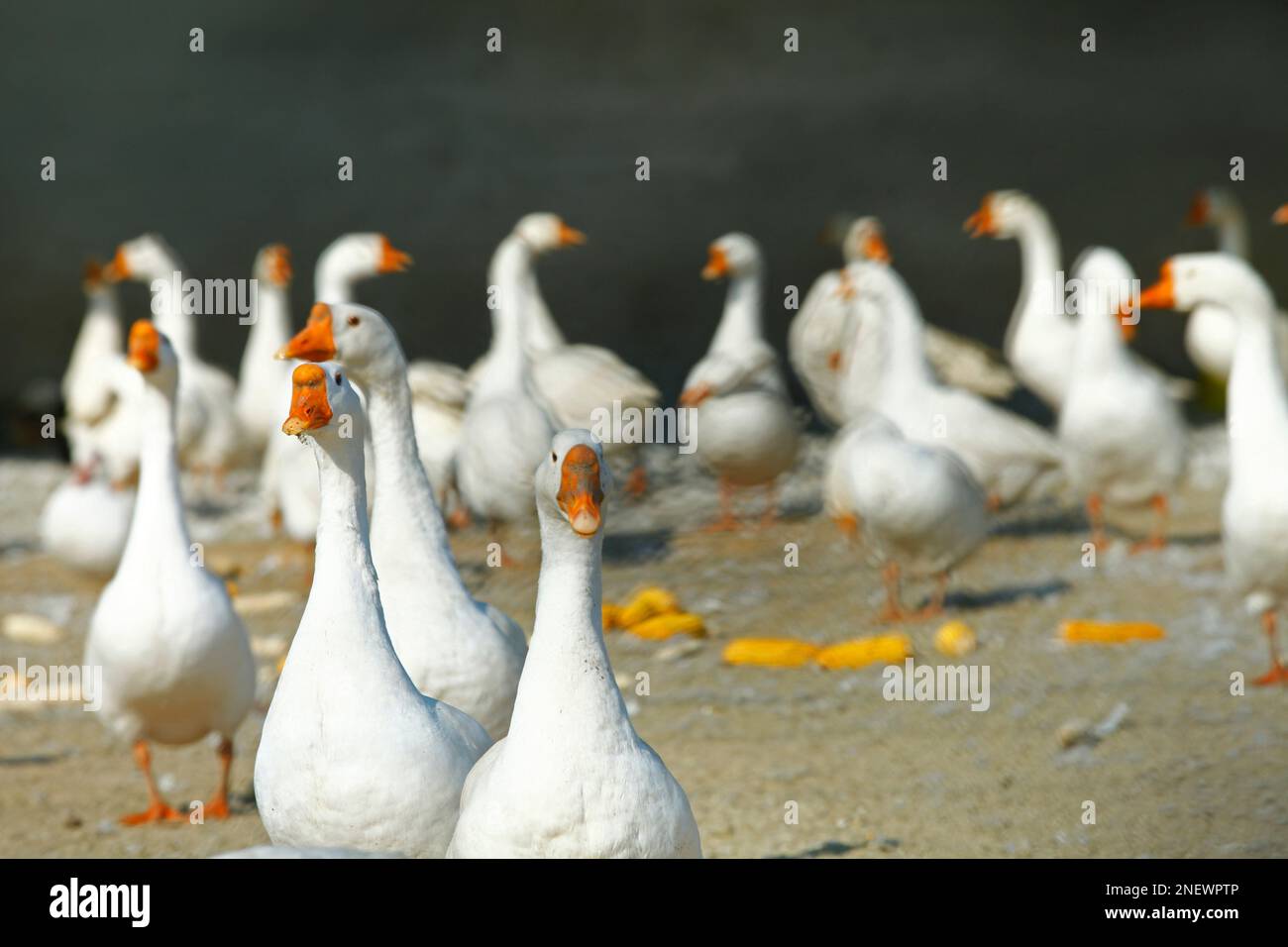 The goose in the yard Stock Photo - Alamy