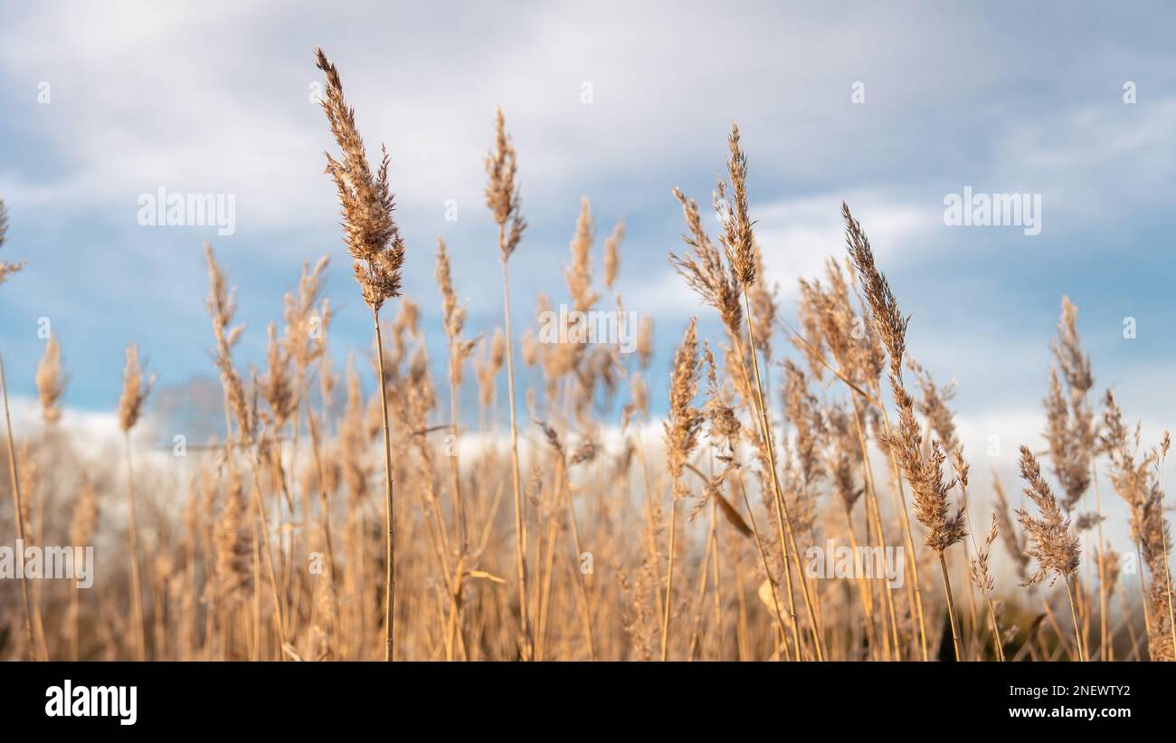 Floral diseases hi-res stock photography and images - Alamy