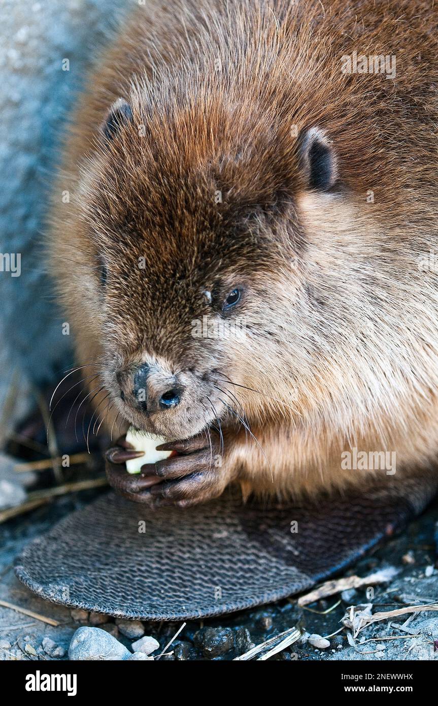 North american beaver eating, vertical Stock Photo - Alamy