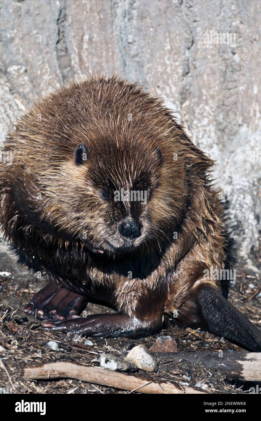 Beaver face hi-res stock photography and images - Alamy