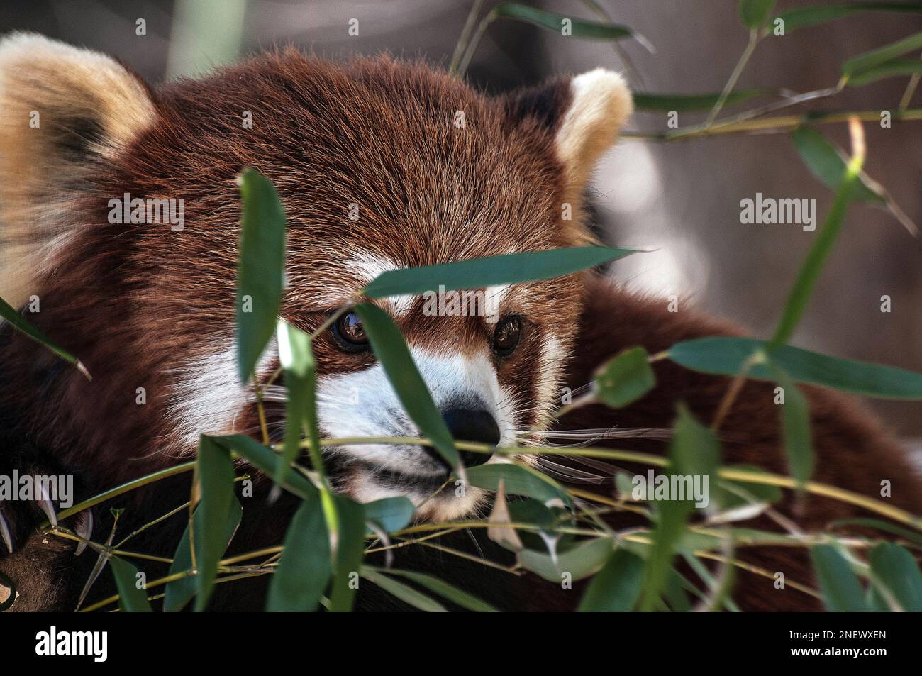 red panda close-up shot looking slightly to the right Stock Photo - Alamy