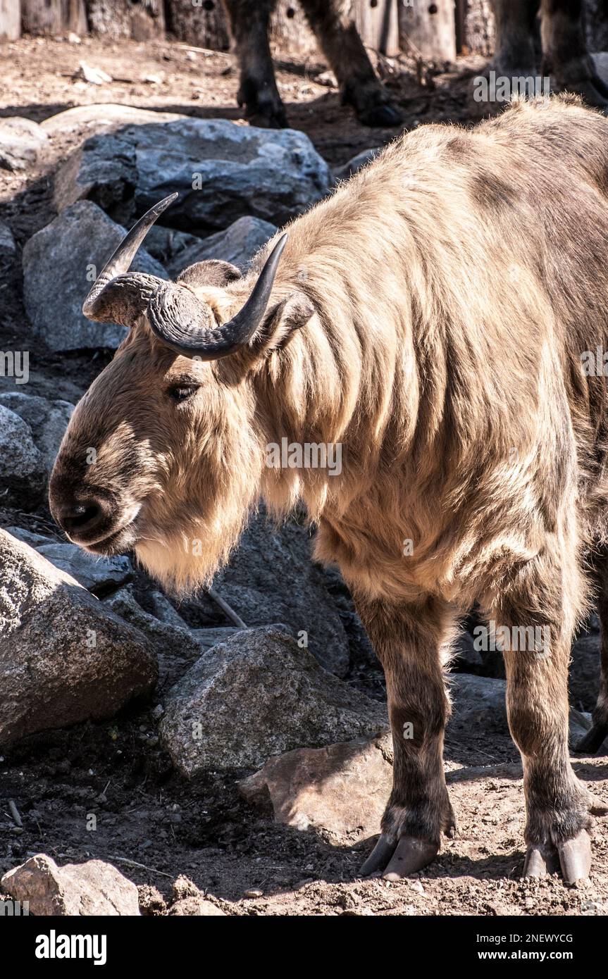 China species hi-res stock photography and images - Alamy