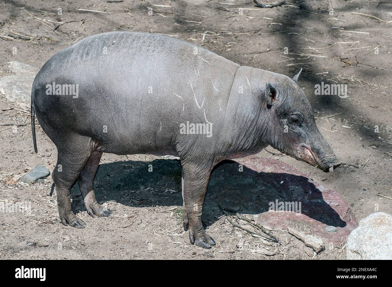 Babirusa hi-res stock photography and images - Alamy