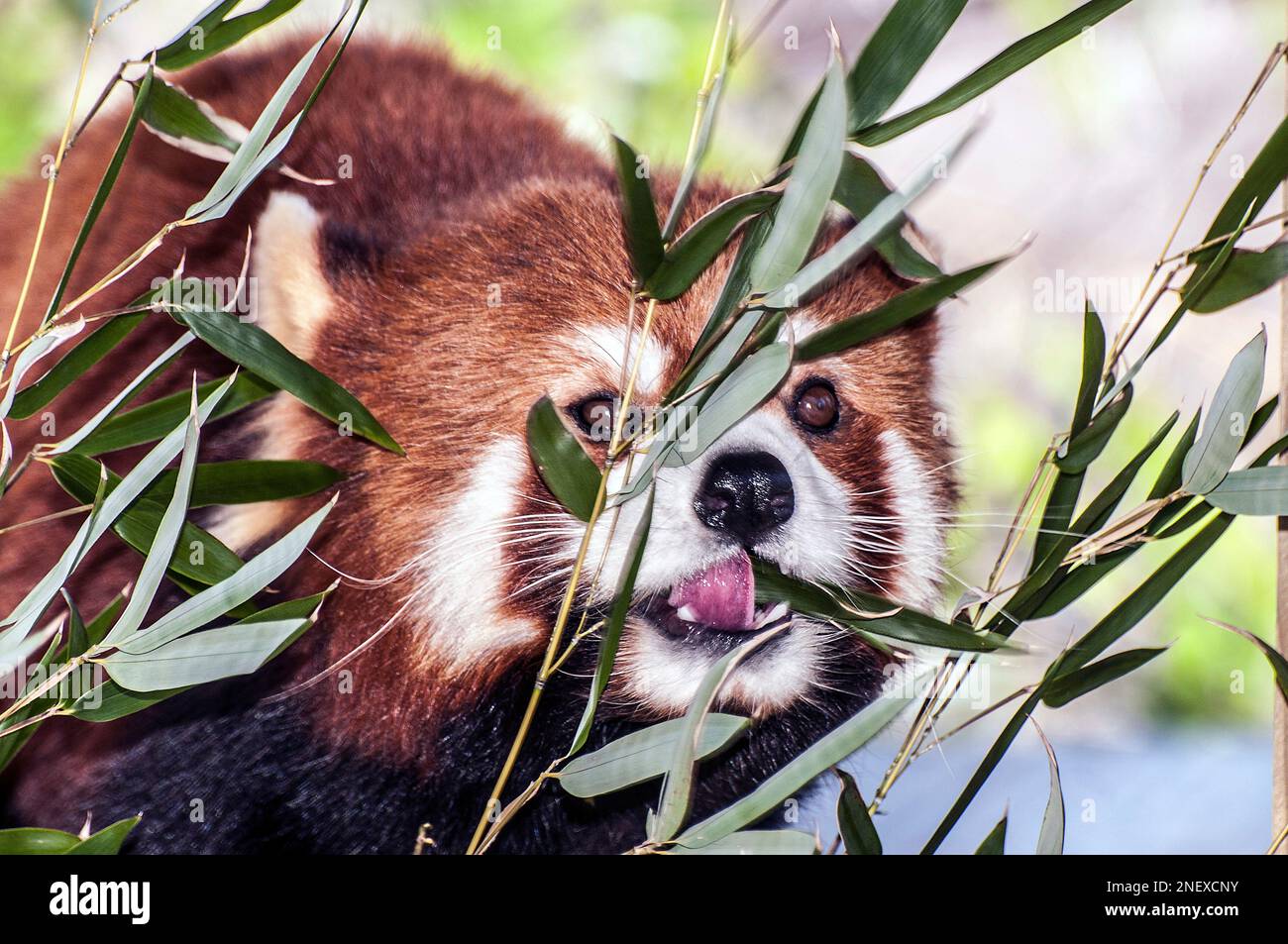 Red panda eating bamboo hi-res stock photography and images - Alamy